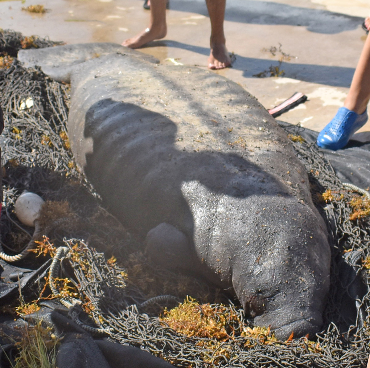 EMACIATED MANATEE RESCUED ON DUCK KEY