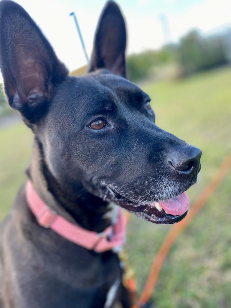 TAKE ME HOME: ADORABLE FACES ARE WAITING AT THE FKSPCA