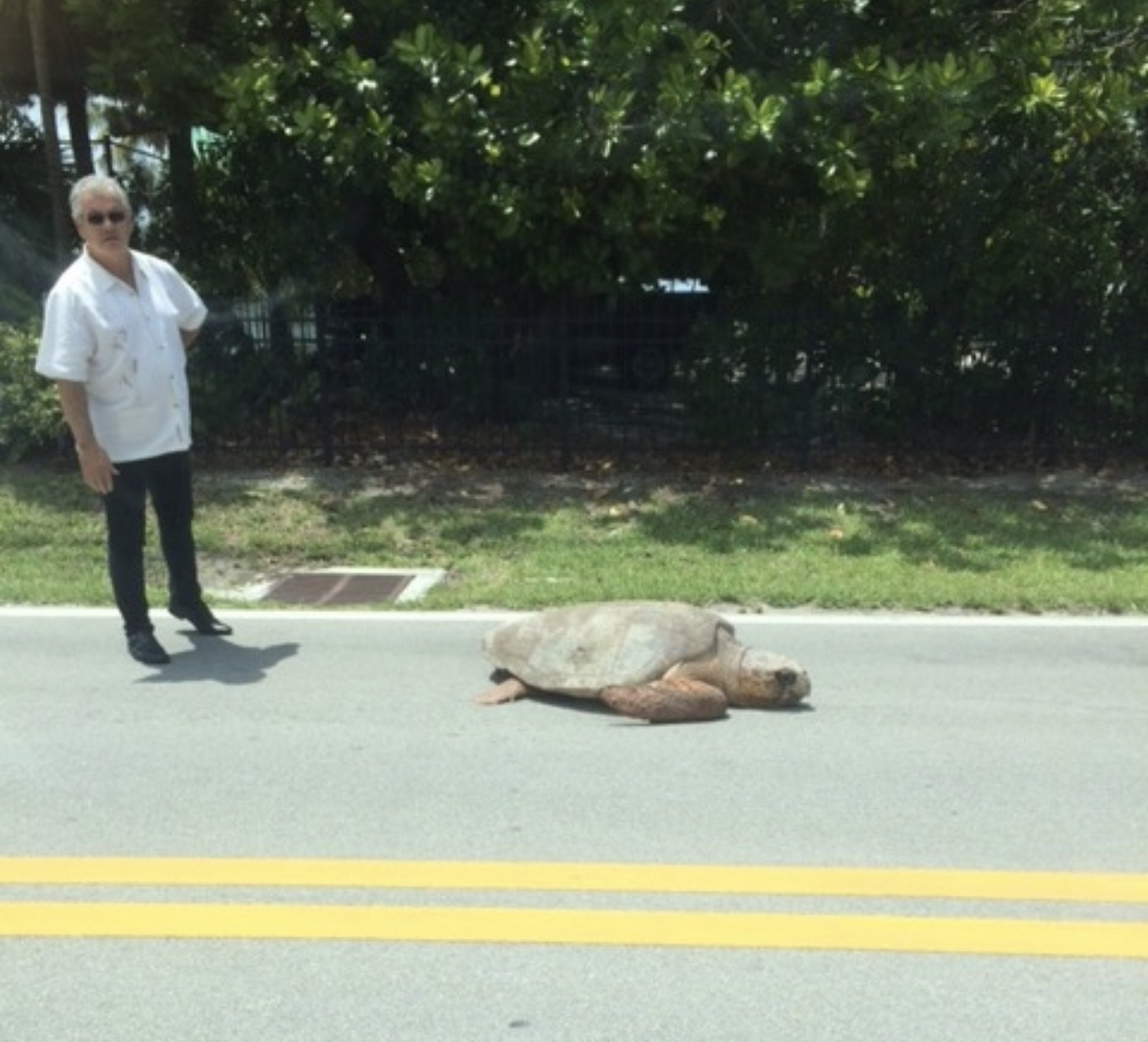 250-LB ENDANGERED LOGGERHEAD SEA TURTLE STRUCK & KILLED ON US 1.