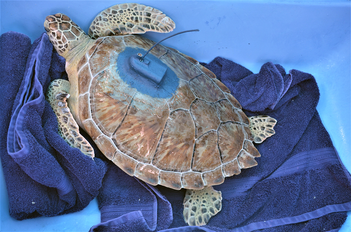 TURTLE RELEASE: ‘TORTIE’ JOINS TOUR DE TURTLES WHICH MONITORS MIGRATION ...