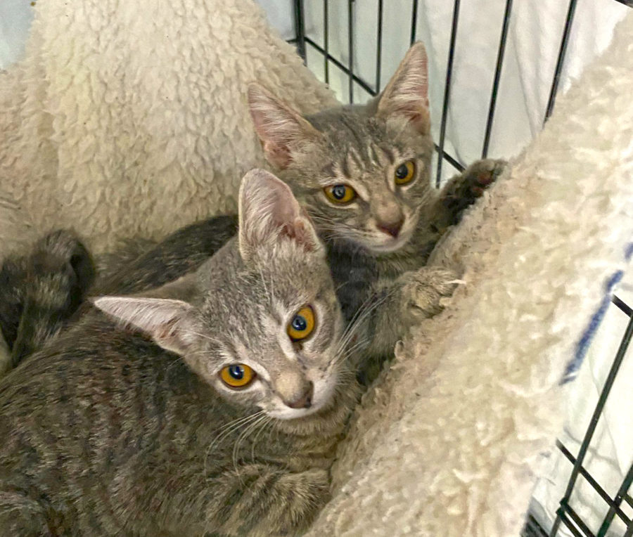 TAKE ME HOME: MS. STICKS NAMED FOR HER LONG LEGS