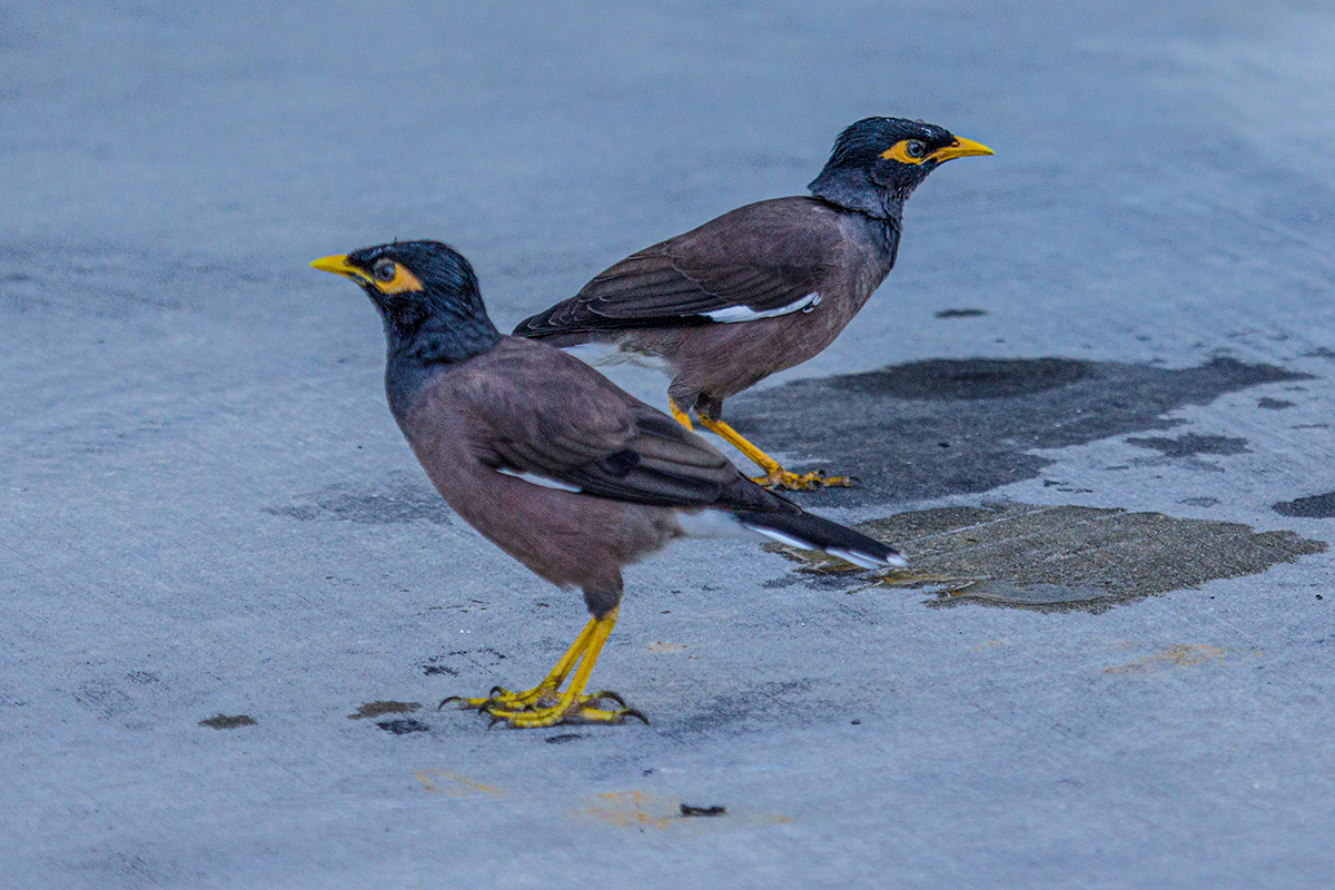 WILD THINGS: A PARKING LOT TAG TEAM MATCH