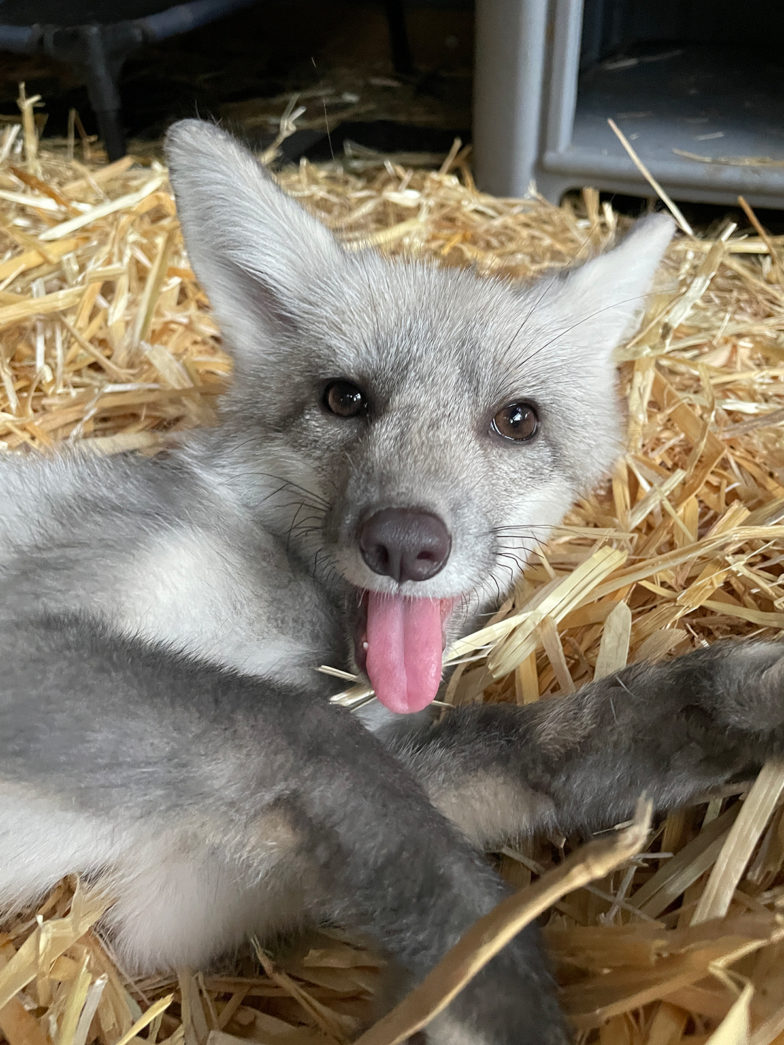 FROM THE FAMOUS FOX: NEWEST ADDITION TO THE KEY LARGO FOX SANCTUARY ...