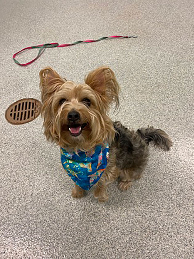 TAKE ME HOME: ADORABLE FACES ARE WAITING AT THE FKSPCA