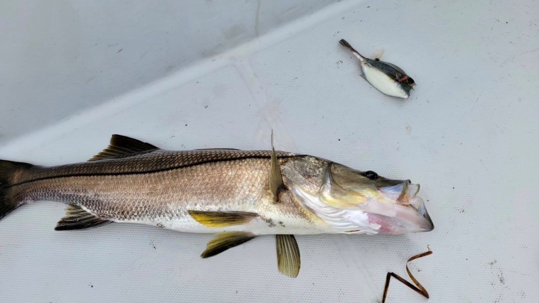 FWC OFFICER SAVES SNOOK FOUND CHOKING ON A COWFISH