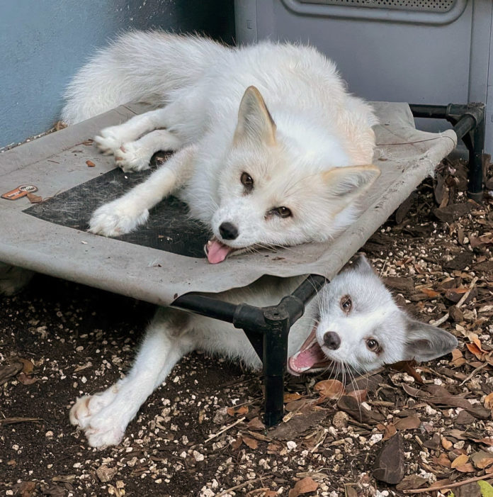 FROM THE FAMOUS FOX: A SHOUTOUT FROM ‘DATELINE’