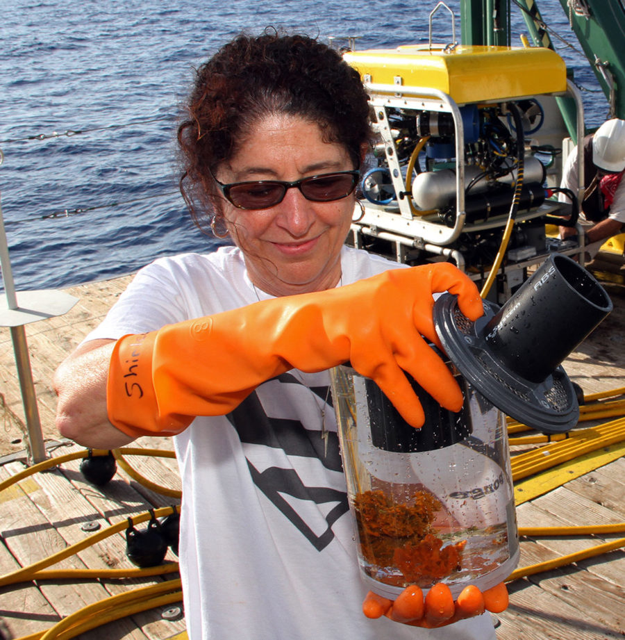 HISTORY OF DIVING LECTURE DELVES INTO MARINE SPONGES & HUMAN HEALTH ...