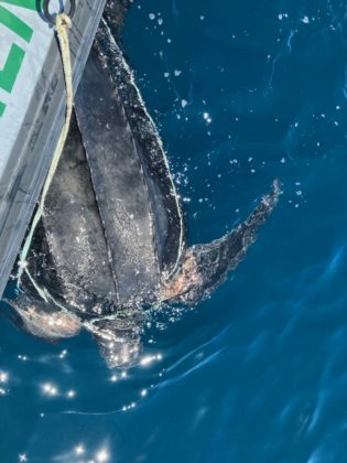 LEATHERBACK TURTLE SAVED FROM LOBSTER TRAP IN THE FLORIDA KEYS