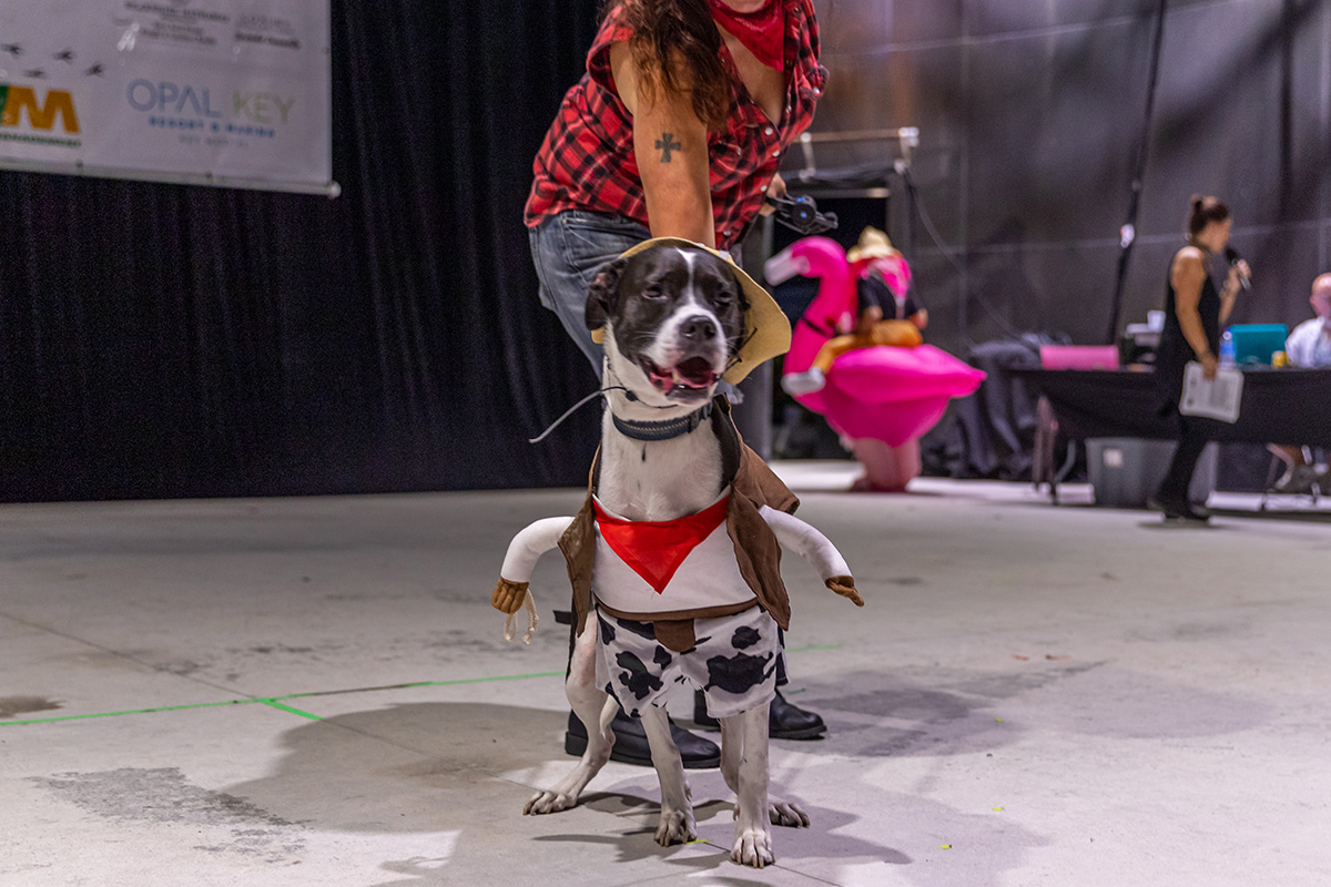PARTY ANIMALS DRESS UP FOR KEY WEST’S PET MASQUERADE