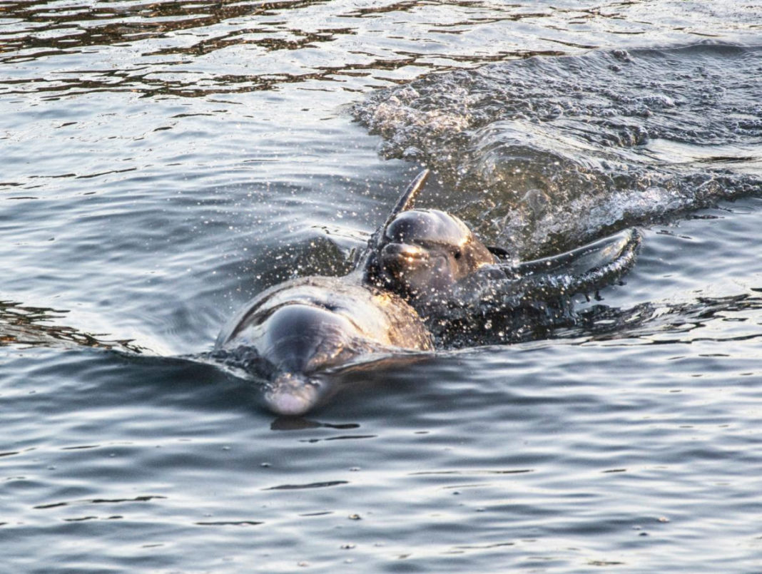 A BABY DOLPHIN? DOLPHIN RESEARCH CENTER IN FLORIDA KEYS WELCOMES SECOND ...