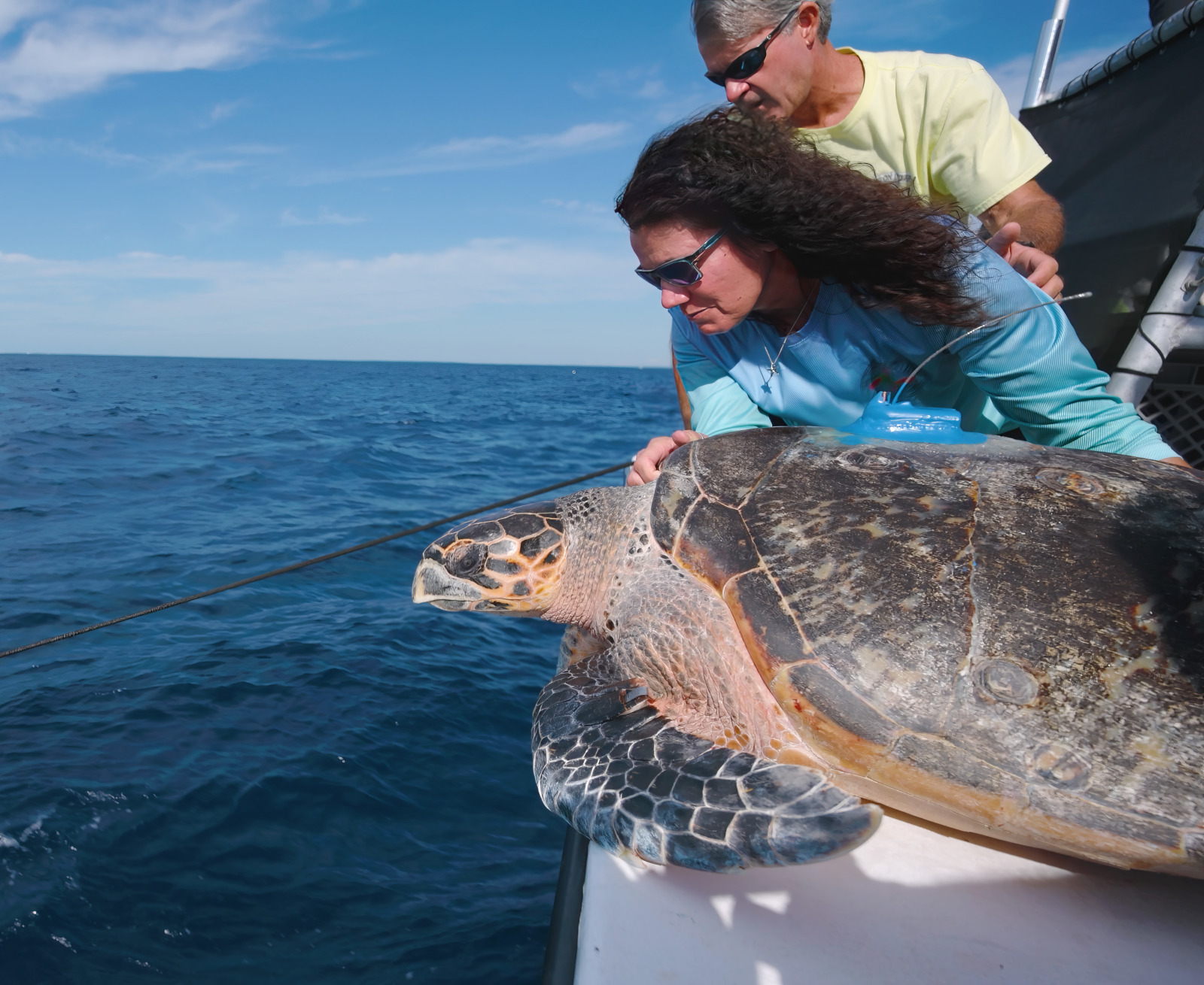 'HARRIS' THE HAWKSBILL TURTLE RETURNS TO SEA AFTER INJURY