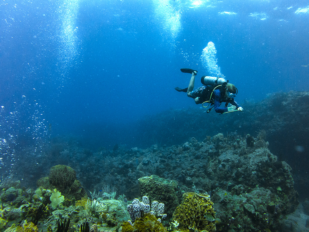 MOTE SCIENTISTS INVITED TO SABA TO SURVEY CORAL, TEACH COMMUNITY
