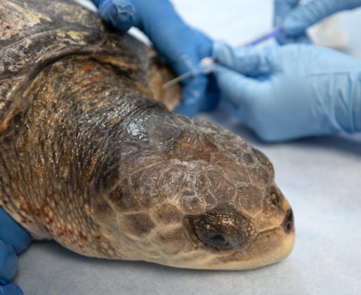‘COLD-STUNNED’ TURTLES WARM UP AT MARATHON HOSPITAL