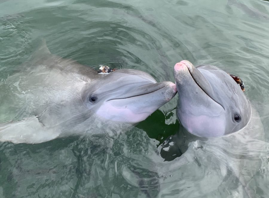 TURN DOWN THE VOLUME: NEW STUDY REVEALS HUMAN-MADE NOISE AFFECTS ...