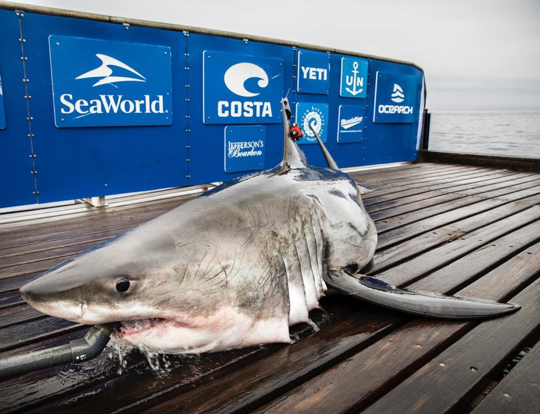 11-FOOT GREAT WHITE SHARK ‘PINGS’ OFF FLORIDA KEYS
