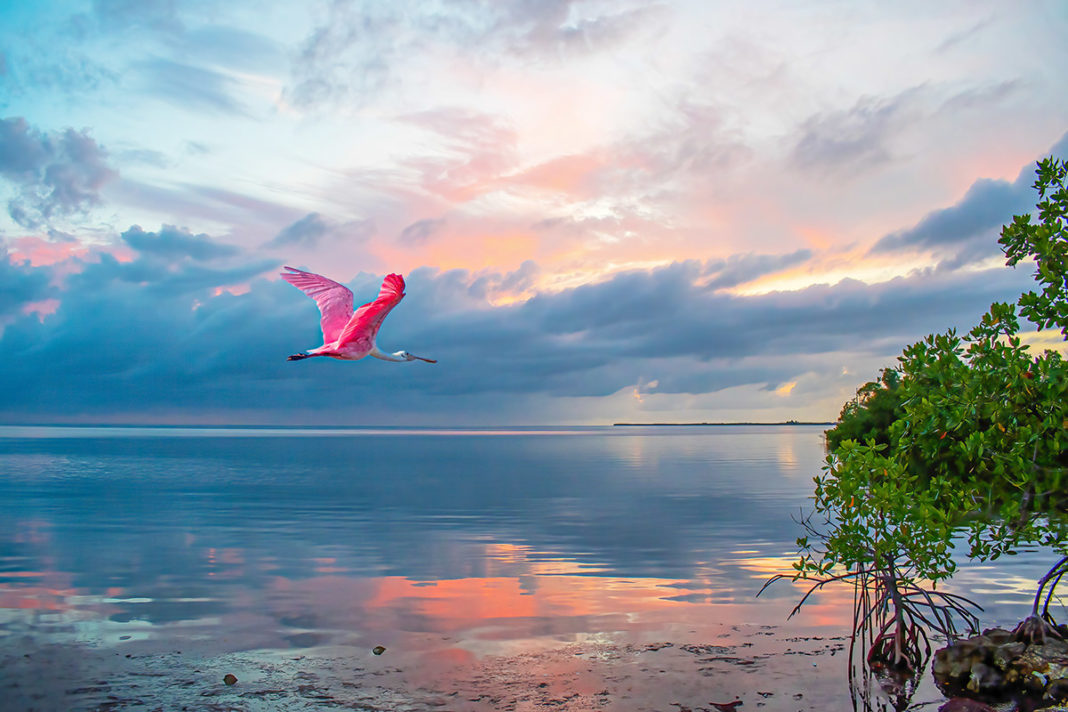 STUNNING PHOTOS OF FLORIDA KEYS WILDLIFE WIN CONTEST
