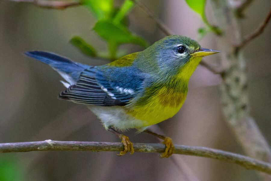 WILD THINGS: NORTHERN PARULAS, FIRST OF THEIR NAME