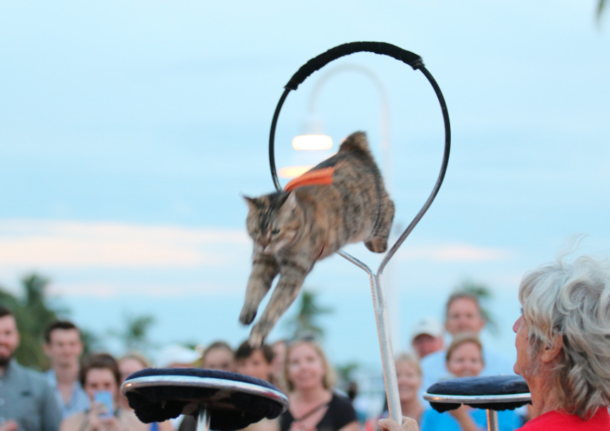 PAWS IN PARADISE: MEET KEY WEST'S LEGENDARY 'CATMAN' & HIS FLYING FELINES