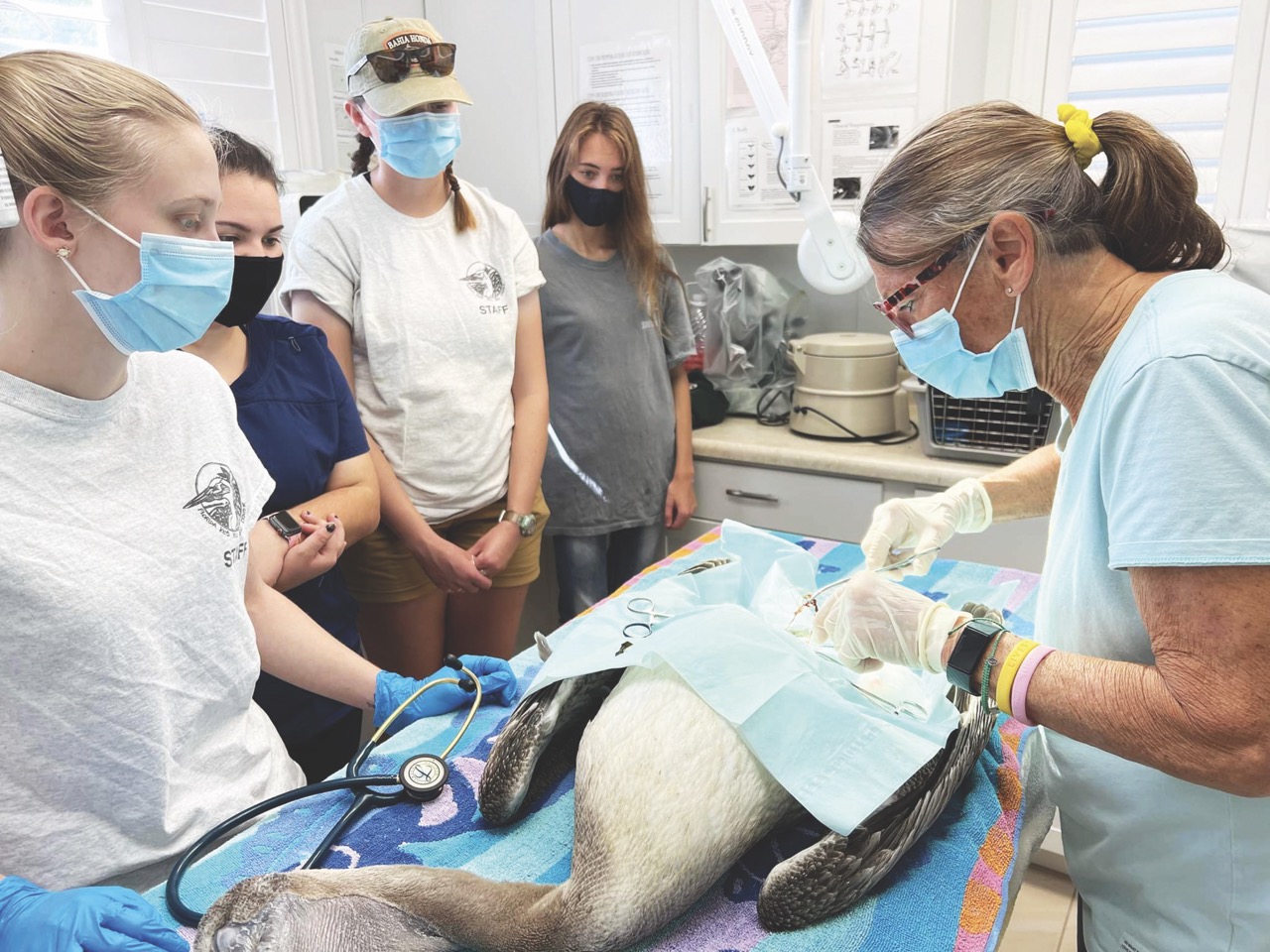 BIRD IS THE WORD: TAVERNIER REHAB CENTER KEEPS THEM FLYING