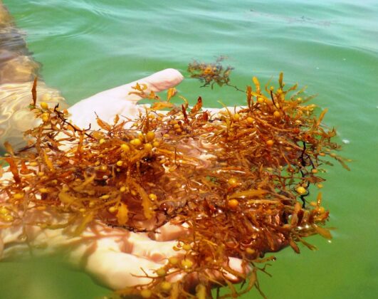 STICK TO THE SCIENCE: WHAT TO KNOW AS THE SARGASSUM ‘BLOB’ APPROACHES THE KEYS