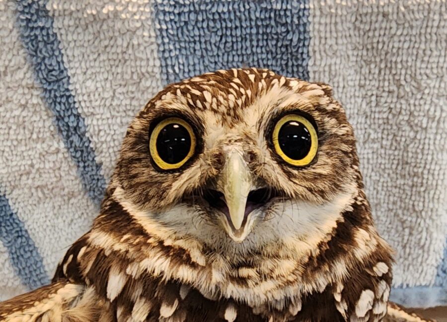 WILD THINGS: DIGGING INTO THE MYSTERIES OF BURROWING OWLS