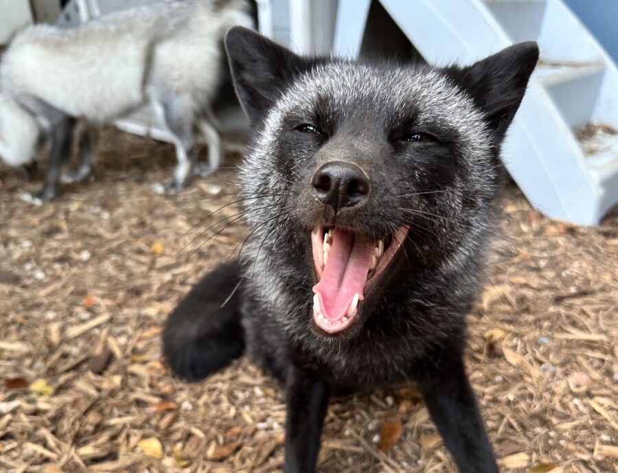 FROM THE FAMOUS FOX: BINGO BRINGS BUCKS & UPCOMING BIRTHDAYS