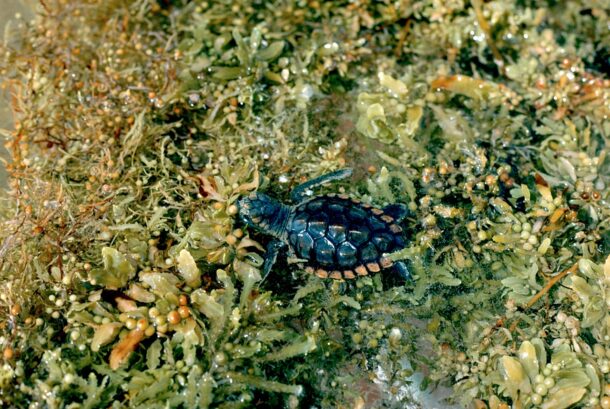 SARGASSUM & SEA TURTLES: WHAT ‘THE BLOB’ MEANS FOR THE ENDANGERED REPTILE
