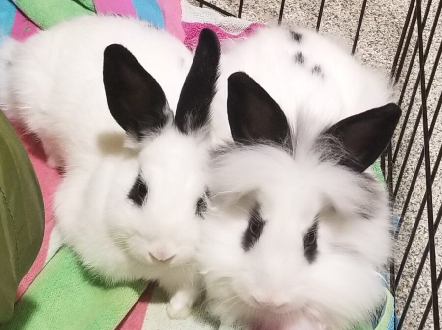 TAKE ME HOME FROM THE SPCA?