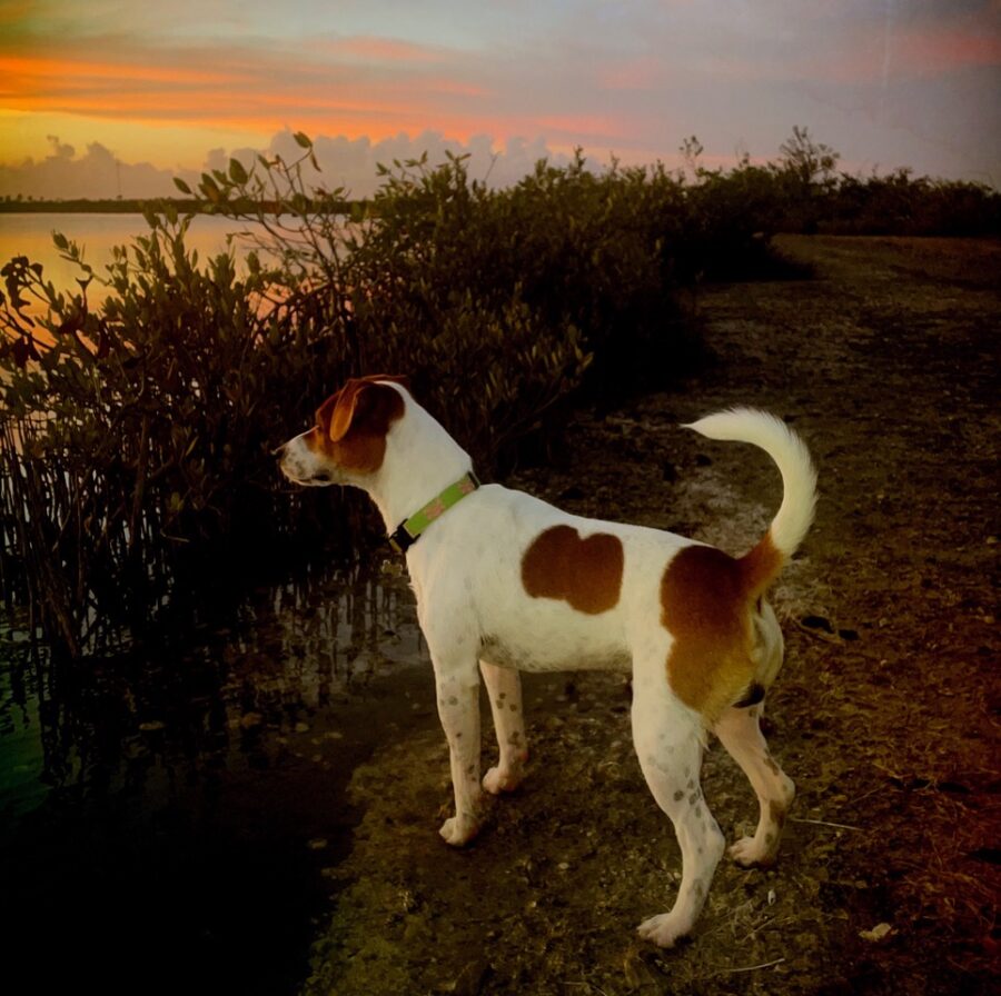 PAWS IN PARADISE: MEET VINCENT (NAMED FOR VAN GOGH)