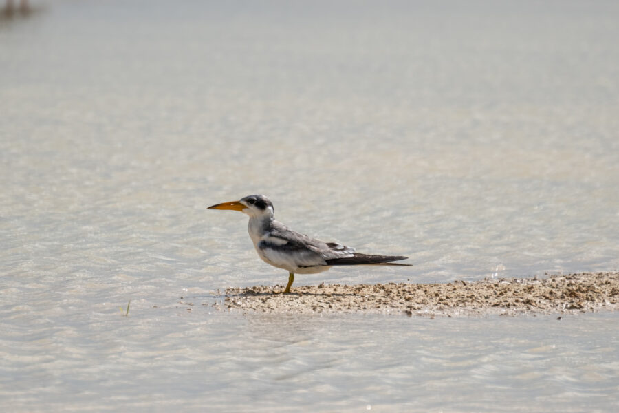 WILD THINGS: TRYING TO LAND A HAIL MARY AT AVE MARIA