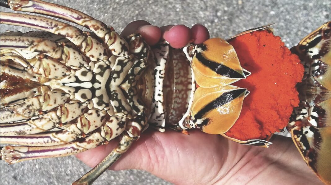 THE MINI-SEASON ‘CHEAT SHEET’: WHAT TO KNOW WHEN BUG-HUNTING