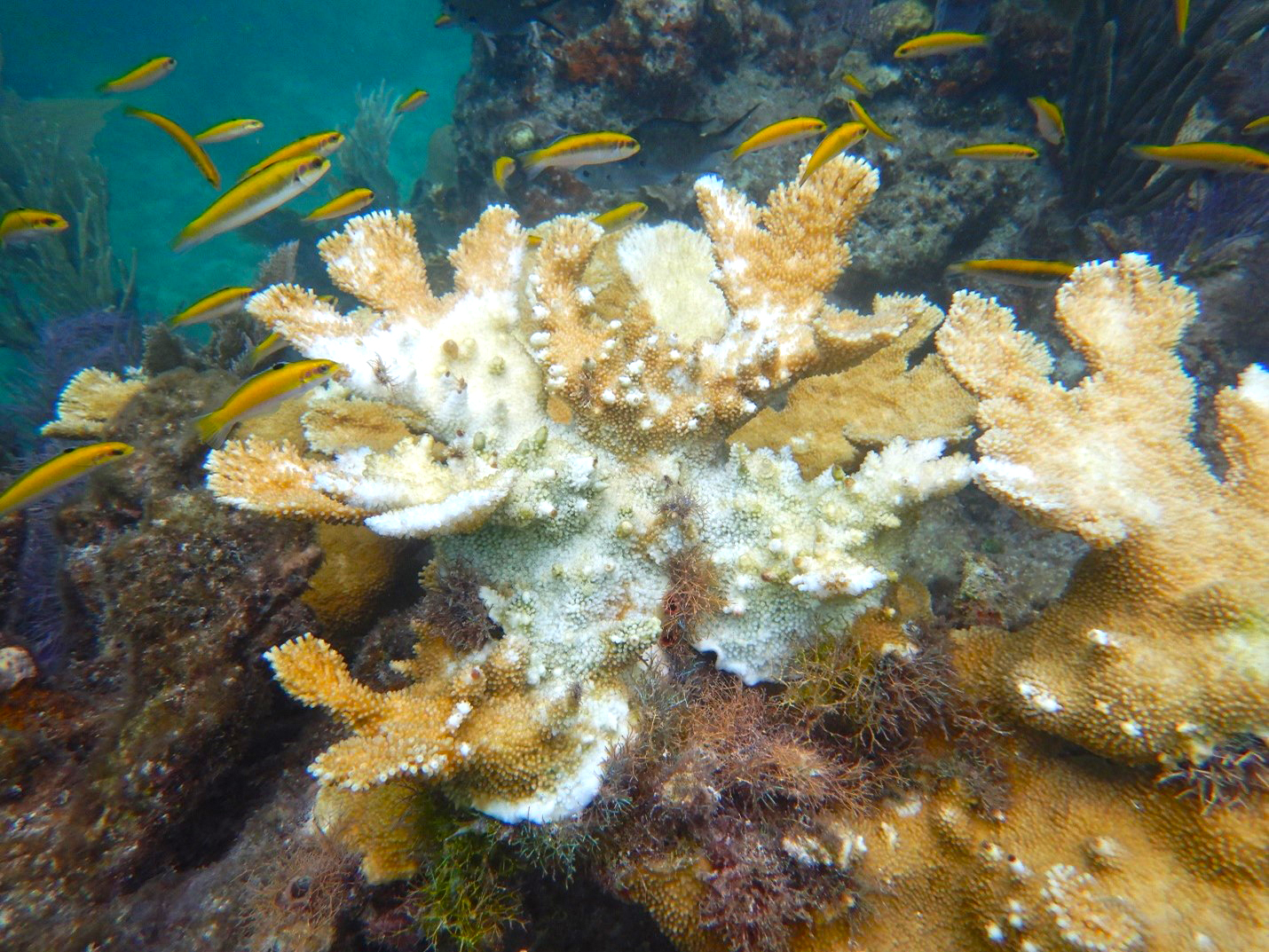 CALORIE CUT: THE SCIENCE BEHIND HEAT STRESS & CORAL BLEACHING