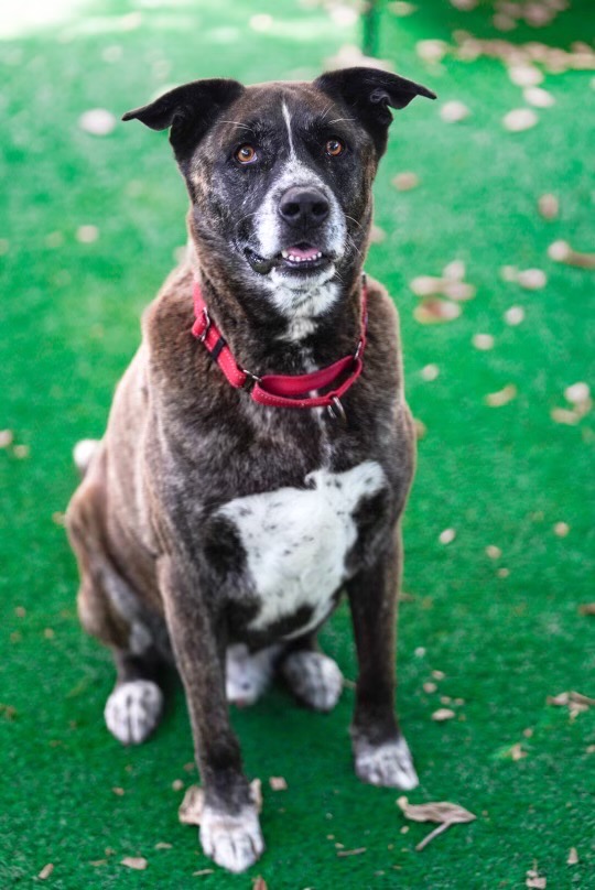 TAKE ME HOME: ADORABLE FACES ARE WAITING AT THE FKSPCA