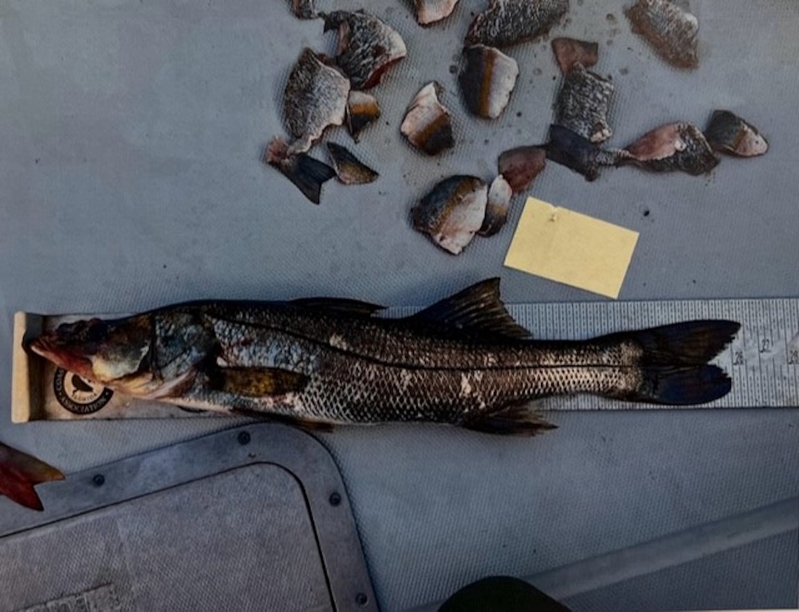 WILDLIFE OFFICERS NAB RESOURCE VIOLATORS & IMPAIRED CAPTAIN DURING ...