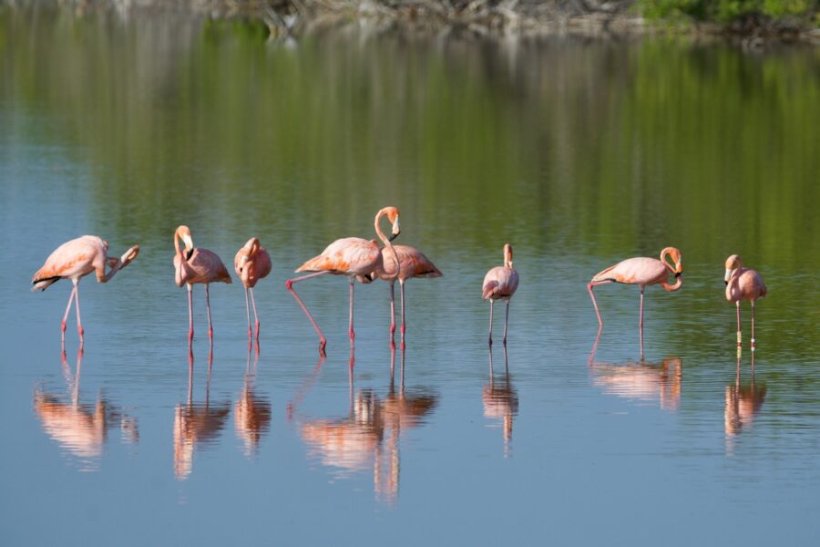 BIRD WATCHERS DELIGHT IN RARE FLAMINGO SIGHTING ON GRASSY KEY