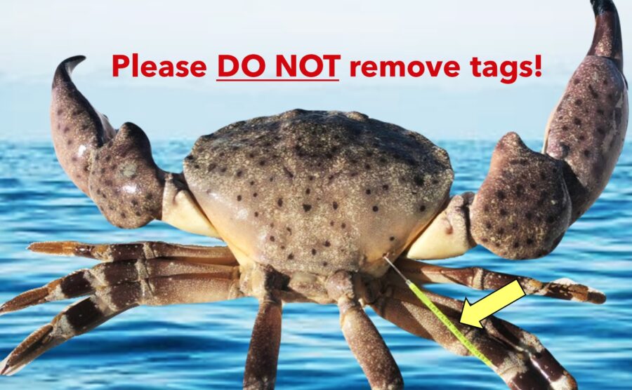 CHECK FOR STONE CRAB TAGS THIS SEASON