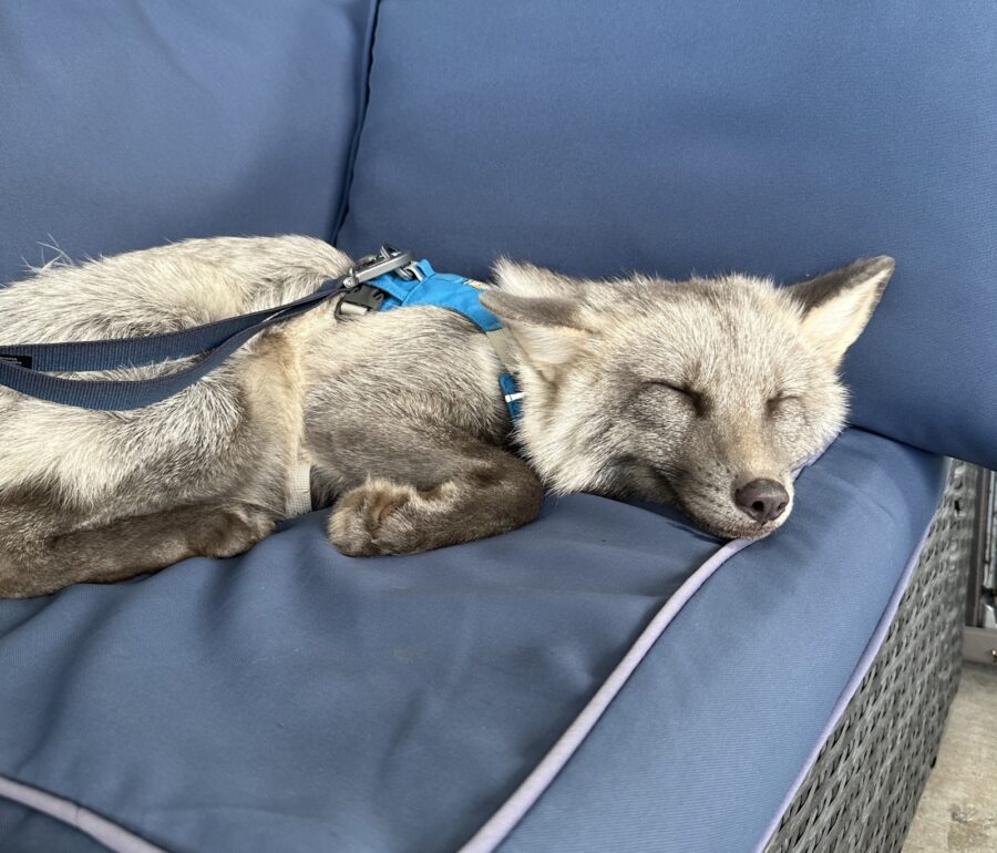 NEW ‘PAWSITIVE CHANGE’ PROGRAM AIMS TO HEAL THROUGH STORY SHARING