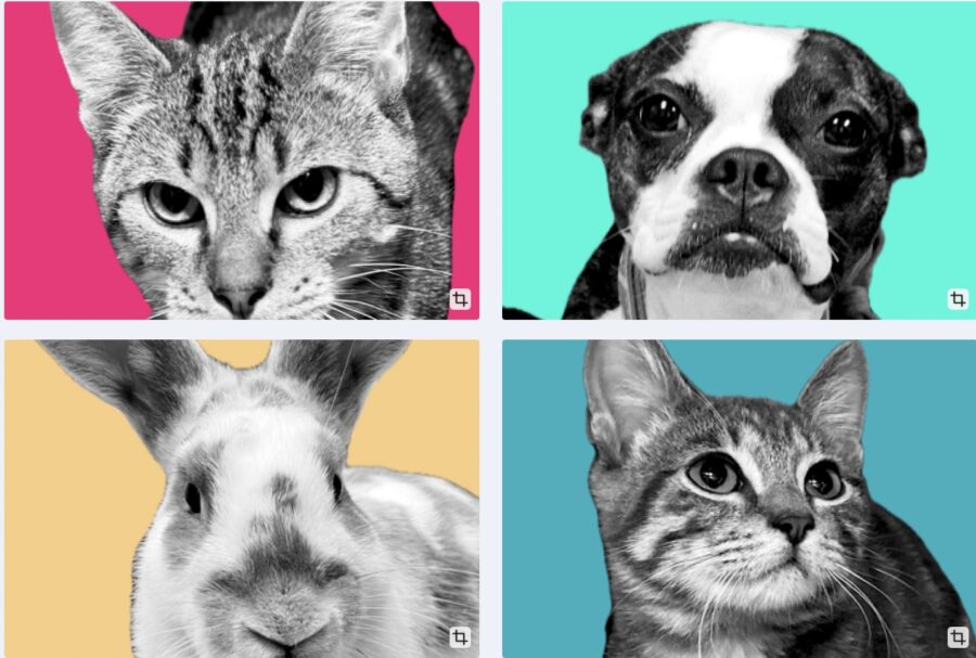 MEET SOME FURRY FACES AT THE FLORIDA KEYS SPCA IN KEY WEST