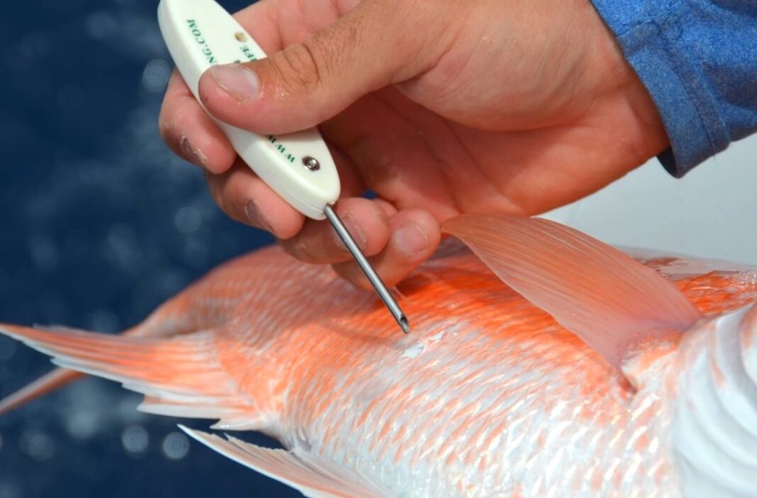 RELEASING THE GAS: THESE TOOLS CAN HELP BLOATED REEF FISH