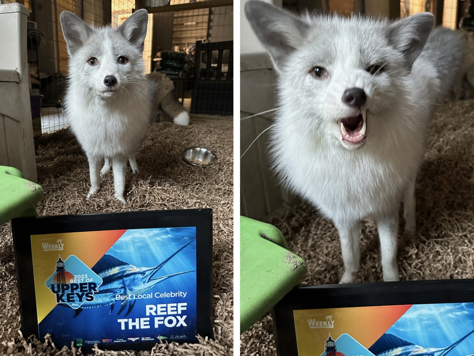 REEF TAKES BEST CELEBRITY A SECOND YEAR IN A ROW