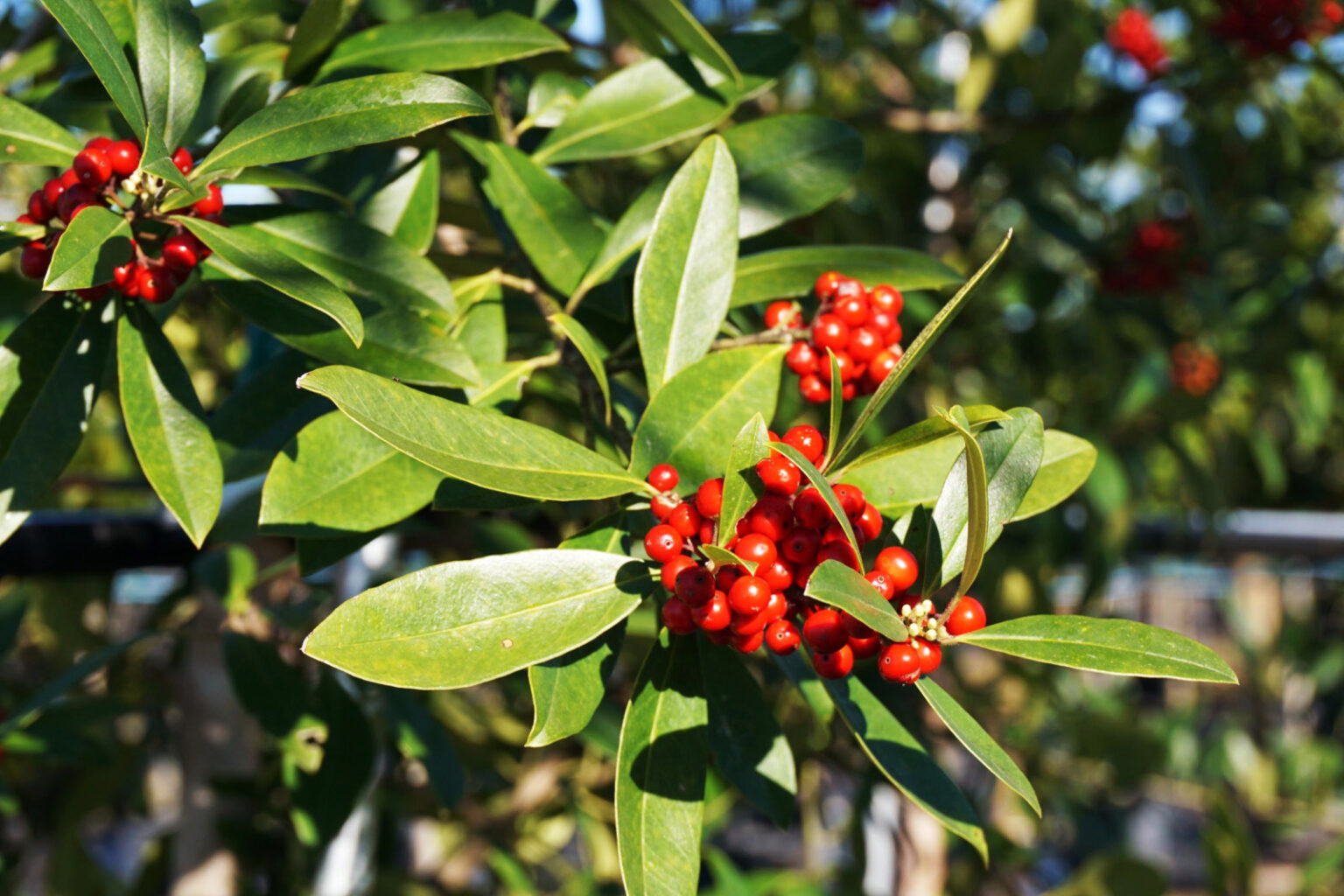 A LOOK AT THE NATIVE EVERGREENS IN THE FLORIDA KEYS