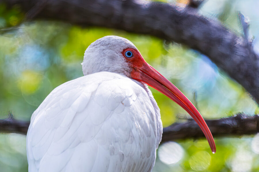 WILD THINGS: IT’S THE EYE OF THE IBIS