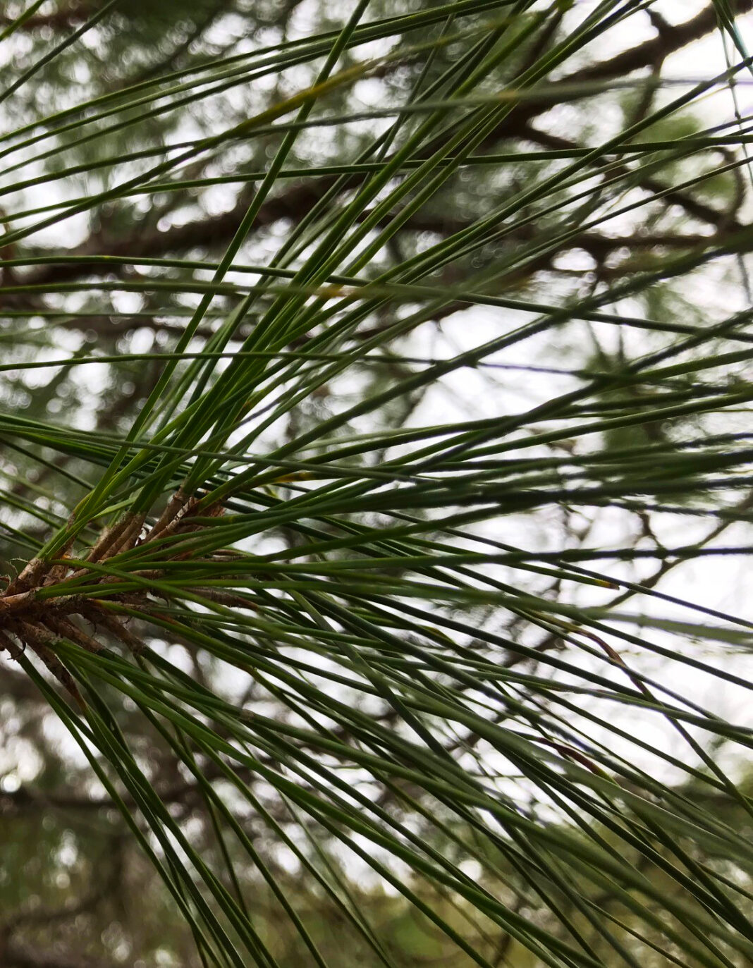 A LOOK AT THE NATIVE EVERGREENS IN THE FLORIDA KEYS