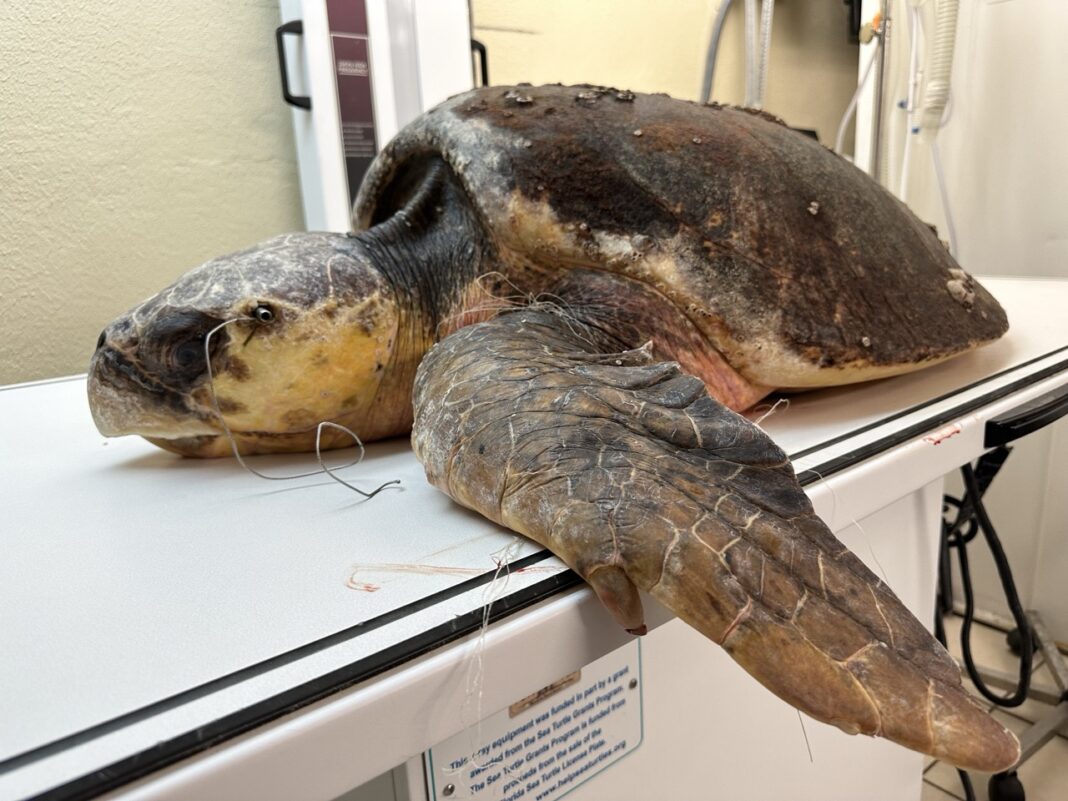 WILD STORIES: ANIMALS MADE HEADLINES IN 2023