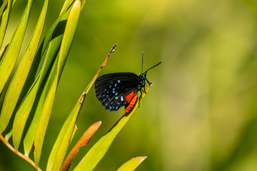 WILD THINGS: FLIES, BOTH BOT & BUTTER