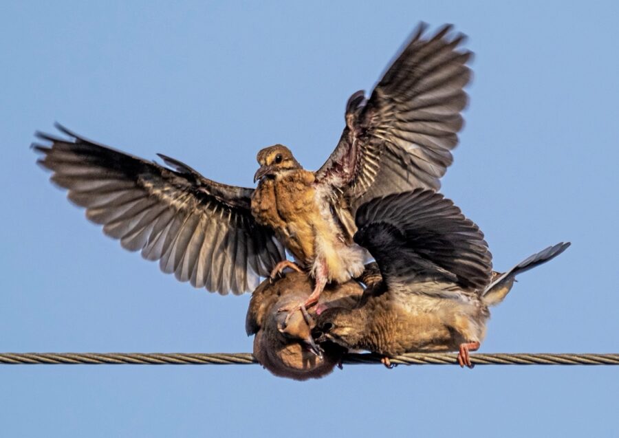 WILD THINGS: BIRDS ON WIRES