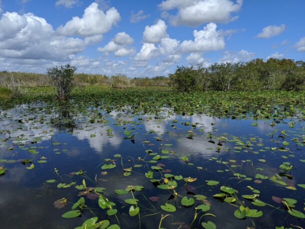 MAN REPORTEDLY BITTEN BY A CROCODILE NEAR EVERGLADES MARINA