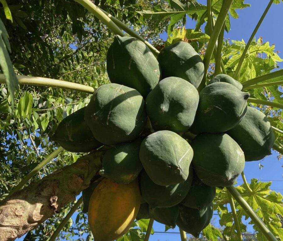 KEYS HISTORY: THE ISLAND CHAIN BEARS A VARIETY OF FRUITS