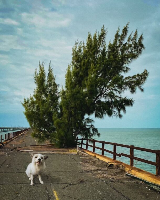 REEF THE FOX CHATS WITH FRED THE TREE ON ‘ROAD HOUSE’ APPEARANCE