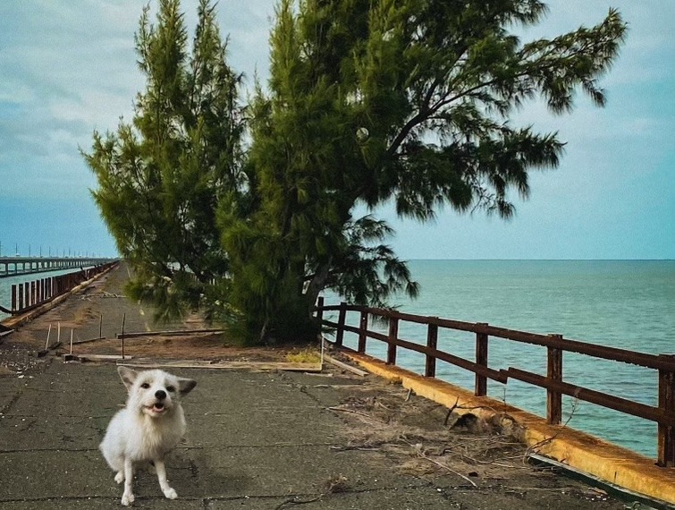 REEF THE FOX CHATS WITH FRED THE TREE ON ‘ROAD HOUSE’ APPEARANCE
